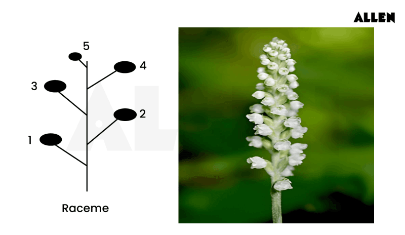 Racemose Inflorescence: Features, Types and FAQs