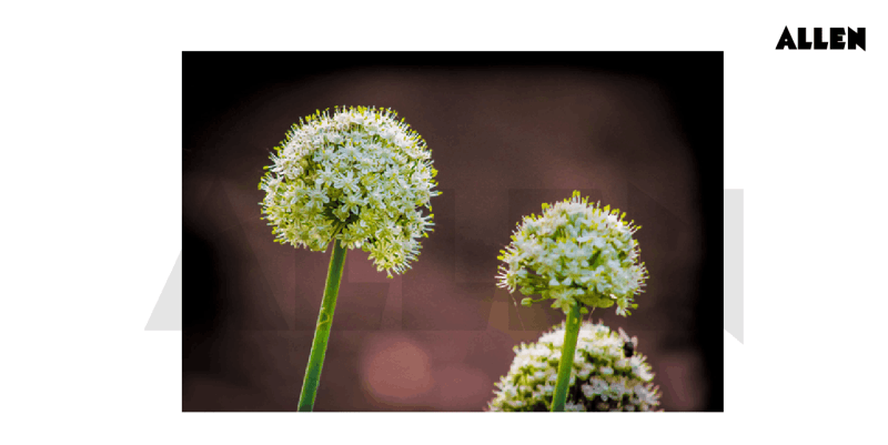 Racemose Inflorescence: Features, Types and FAQs