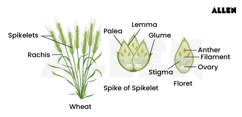 Racemose Inflorescence: Features, Types and FAQs