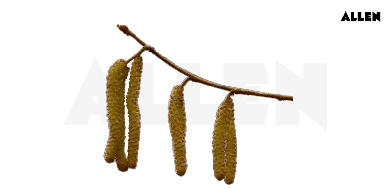 Racemose Inflorescence: Features, Types and FAQs