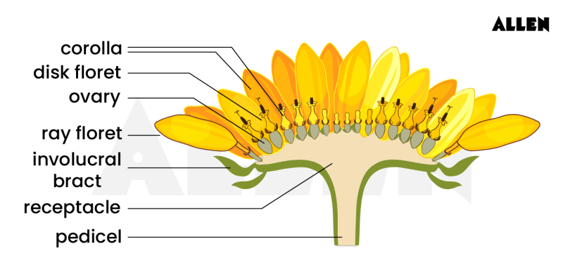 Racemose Inflorescence: Features, Types and FAQs