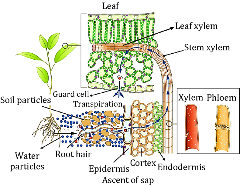 Transportation in Plants| Explaining Transpiration, Vascular System ...