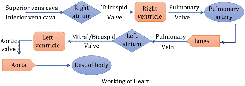 Heart and Its Working| Structure, Function, and Circulatory Systems ...