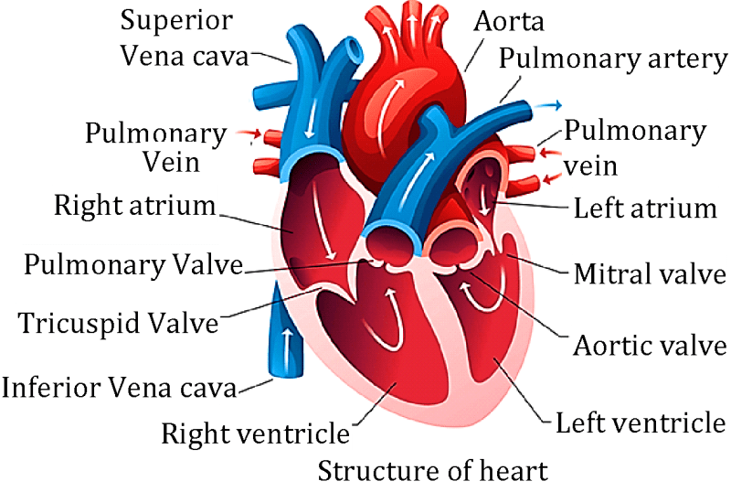 Heart and Its Working| Structure, Function, and Circulatory Systems ...
