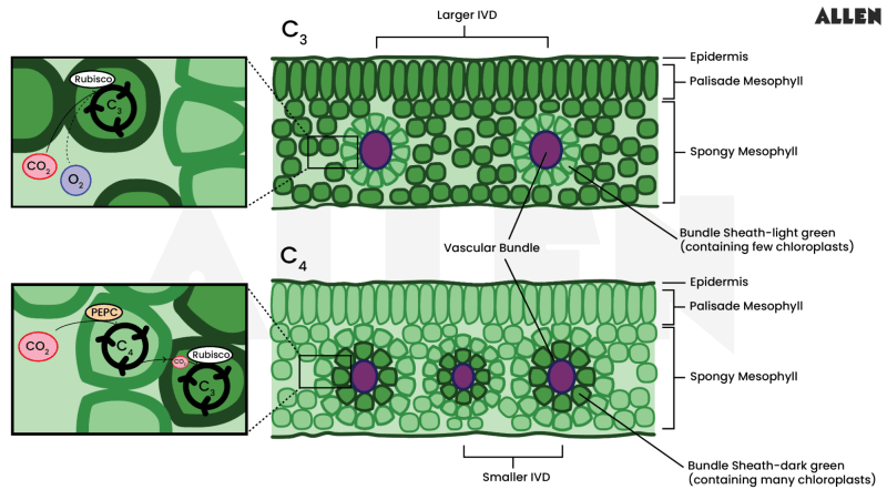 Photosynthesis in Higher Plants: Chlorophyll, C4 Pathway