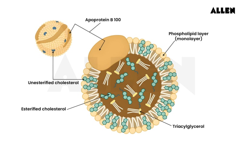 Cholesterol| Types, Functions, Levels, and Causes of High Cholesterol