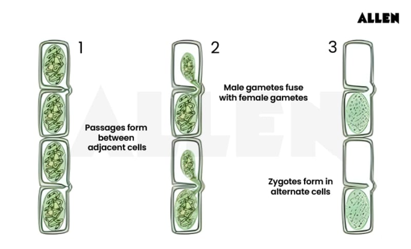 Overview of Spirogyra: Diagram, Classification, Characteristics & Life ...