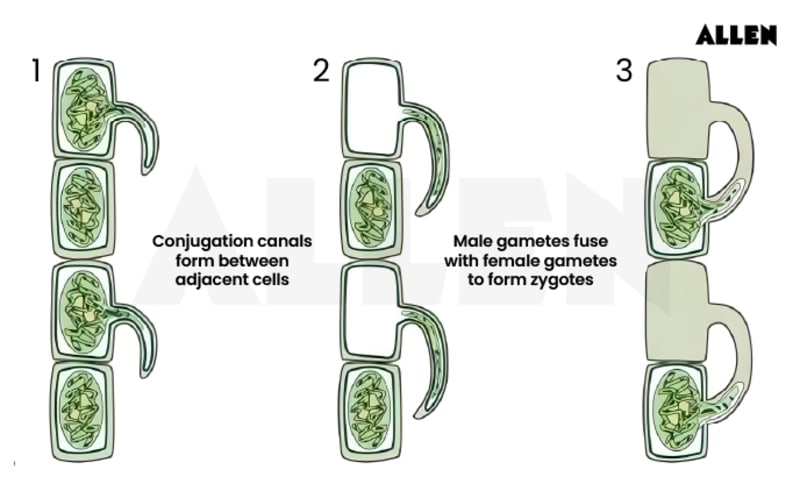 Overview of Spirogyra: Diagram, Classification, Characteristics & Life ...