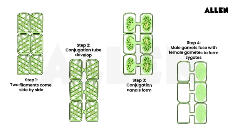 Overview of Spirogyra: Diagram, Classification, Characteristics & Life ...