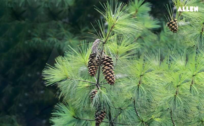 Pinus: Info & Guide | Evergreen Conifers