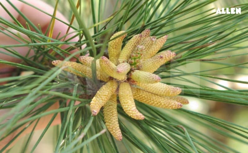 Pinus: Info & Guide | Evergreen Conifers