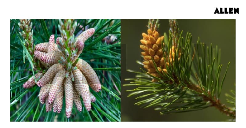 Pinus Male Cone: Structure & Development