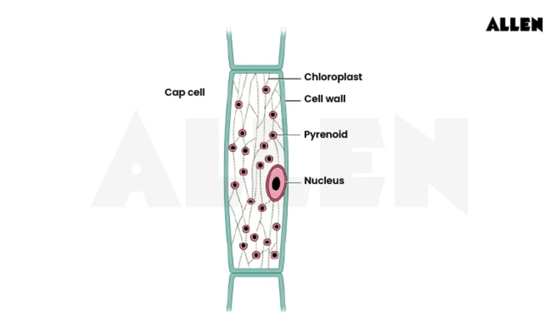 Oedogonium Algae: Structure, Reproduction & Classification
