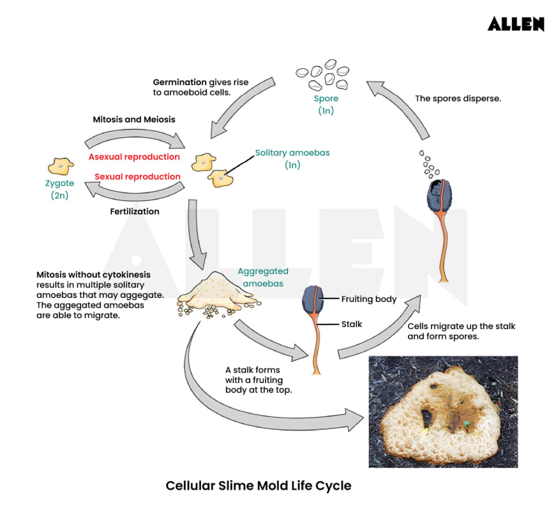 Cellular Slime Mold Life Cycle