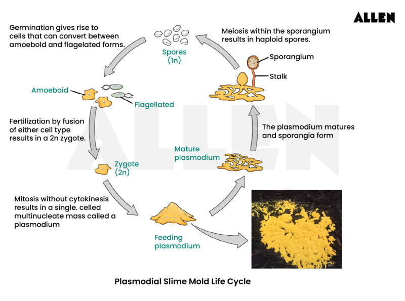 Slime Moulds: Characteristics, Types, Life Cycle & Ecological Role