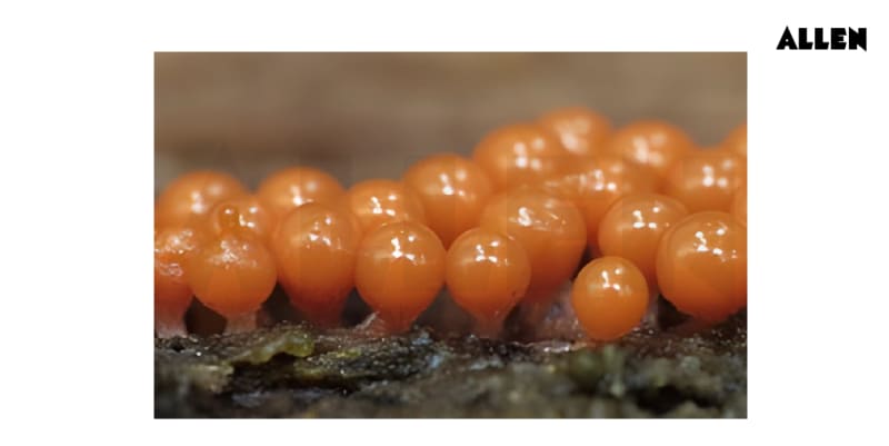 Slime Moulds: Characteristics, Types, Life Cycle & Ecological Role
