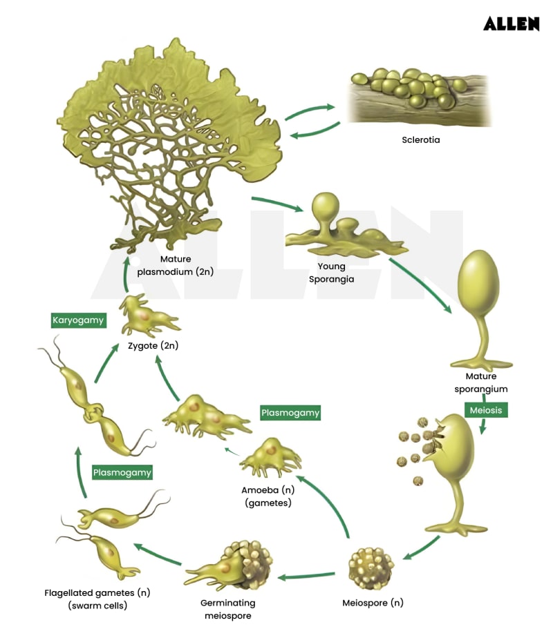 Cellular Slime Mold Life Cycle