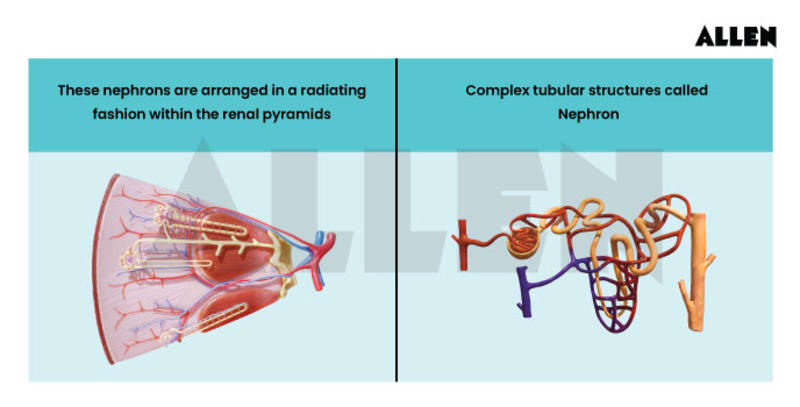 Human Urinary System: Structure and Functions