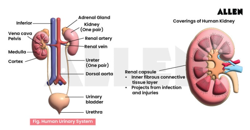 Human Urinary System: Structure and Functions