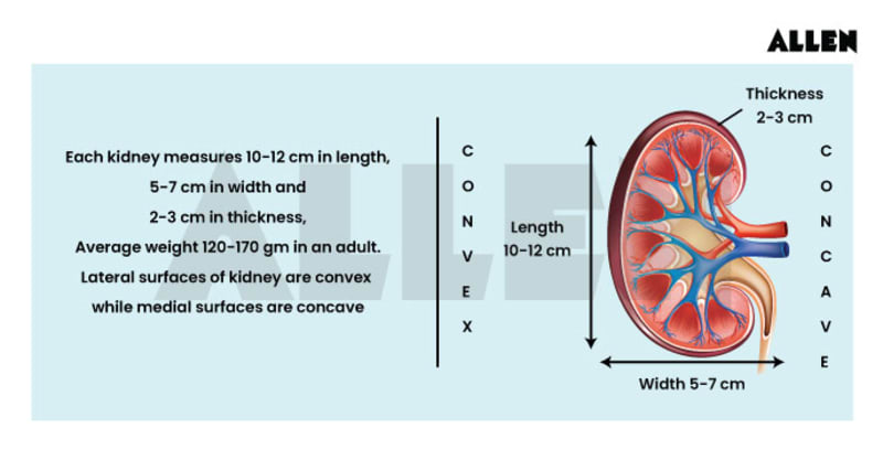 Human Urinary System: Structure and Functions