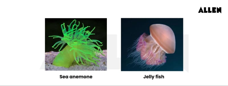 Phylum Cnidaria Examples Phylum Cnidaria: General Features,