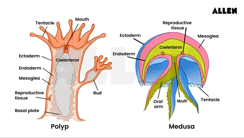 Phylum Cnidaria: General Features, Classification and Obelia Colony’s ...