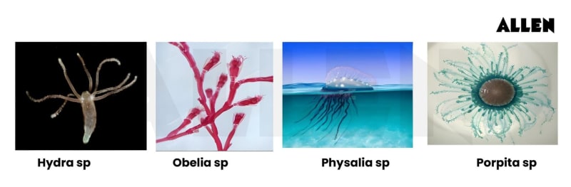 Phylum Cnidaria: General Features, Classification and Obelia Colony’s ...