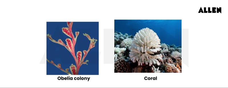 Phylum Cnidaria: General Features, Classification and Obelia Colony’s ...