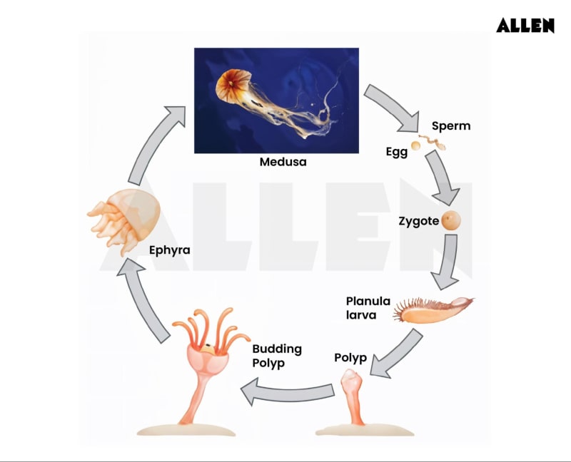 Phylum Cnidaria: General Features, Classification and Obelia Colony’s ...