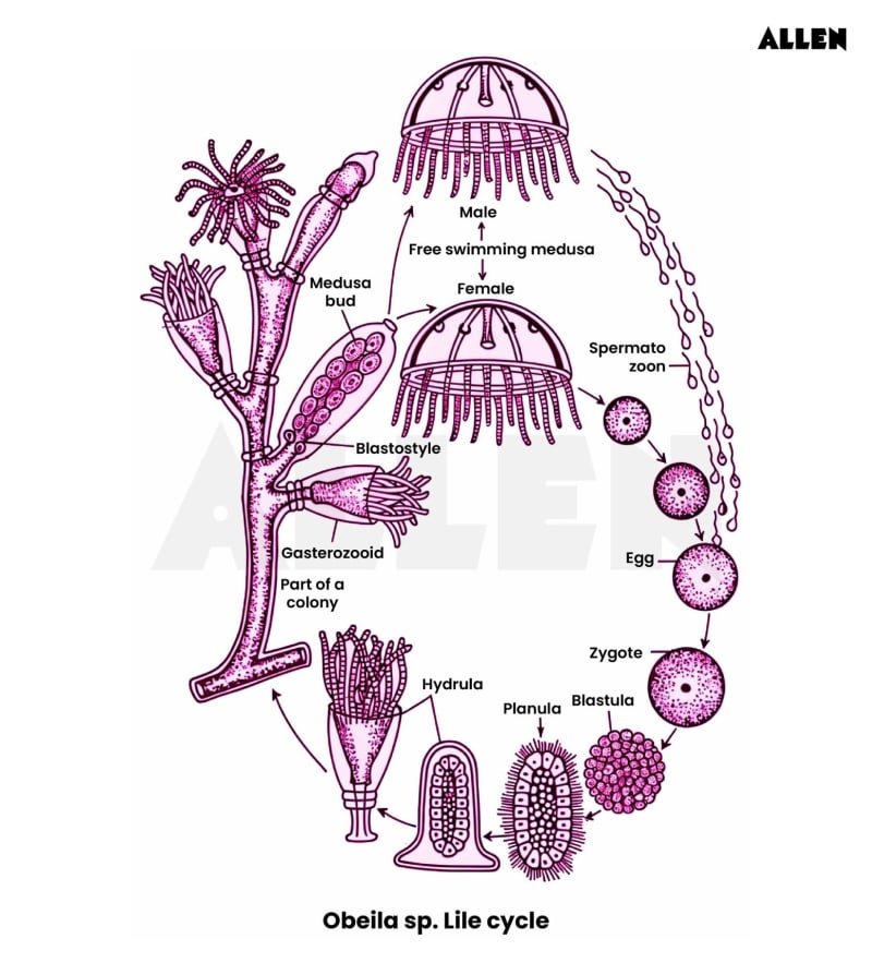 Obelia Life Cycle Obelia Life Cycle Polyp & Medusa Structure,