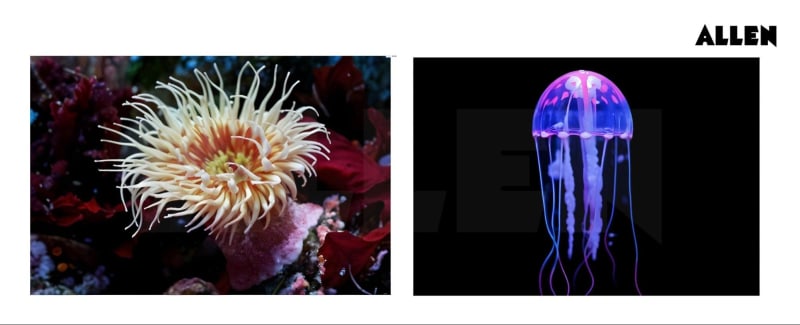 Cnidaria Phylum