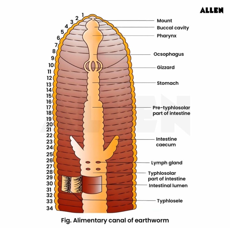 Understand The Digestive System of Earthworm