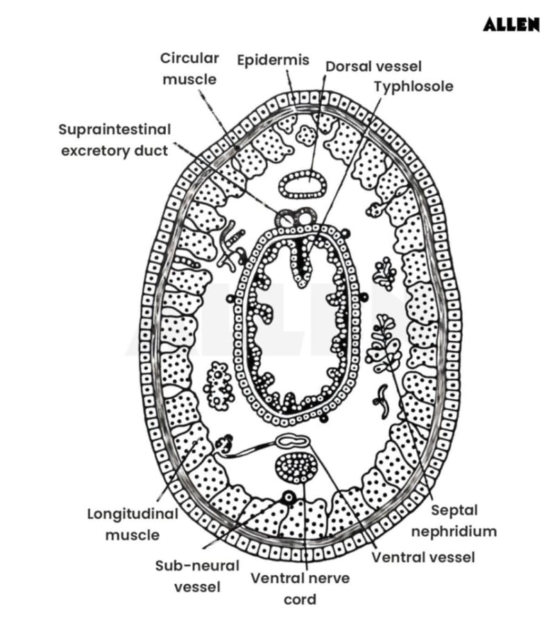 Understand The Digestive System of Earthworm
