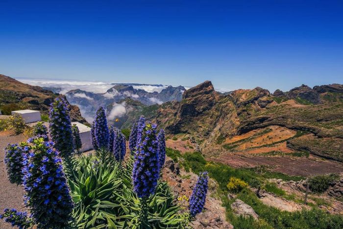 Wanderreise Madeira Highlights - Baumeler Reisen, weltweite ...
