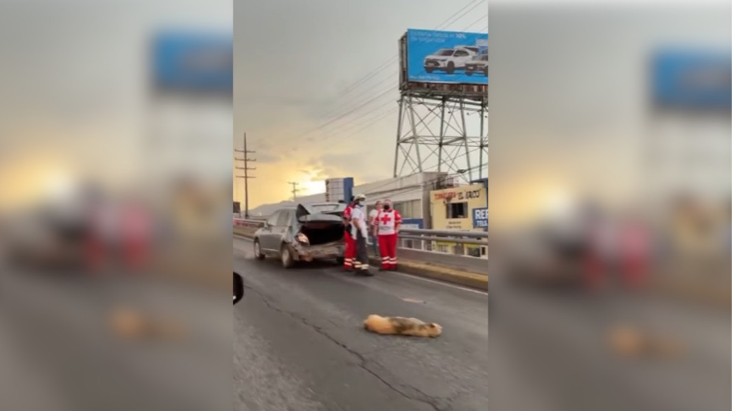 Perro Causa Accidente Vial En Monclova