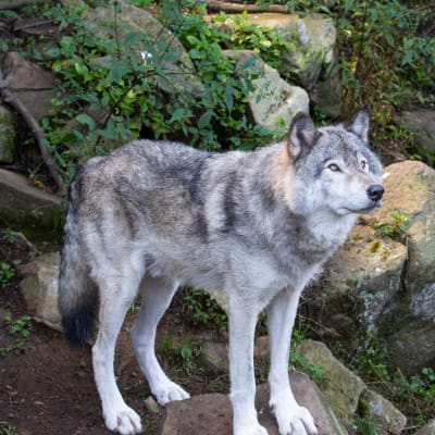 Le Parc Oméga, un endroit fabuleux et une faune fascinante | Québec ...