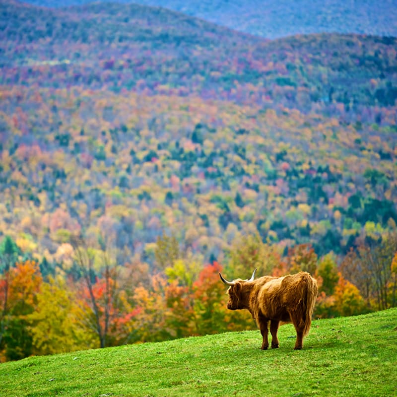 Au Diable Vert - Station de montagne | Québec Vacances