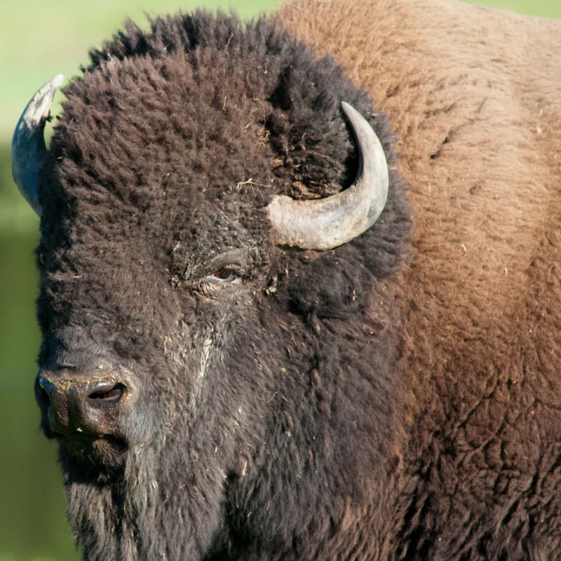 Le Parc Oméga, un endroit fabuleux et une faune fascinante | Québec ...