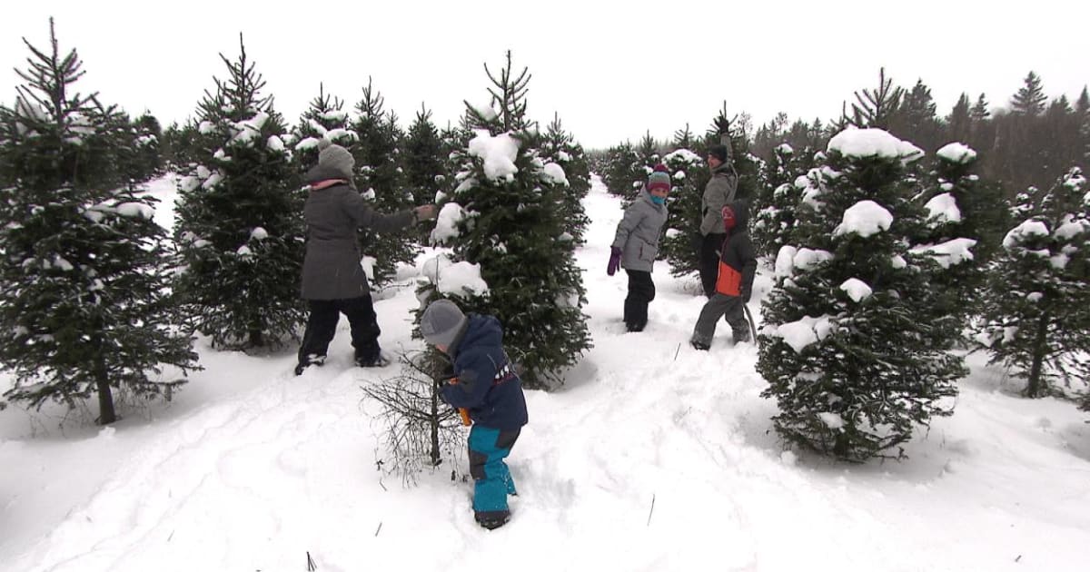 Plantation de sapins de Noël Boucher | Québec Vacances
