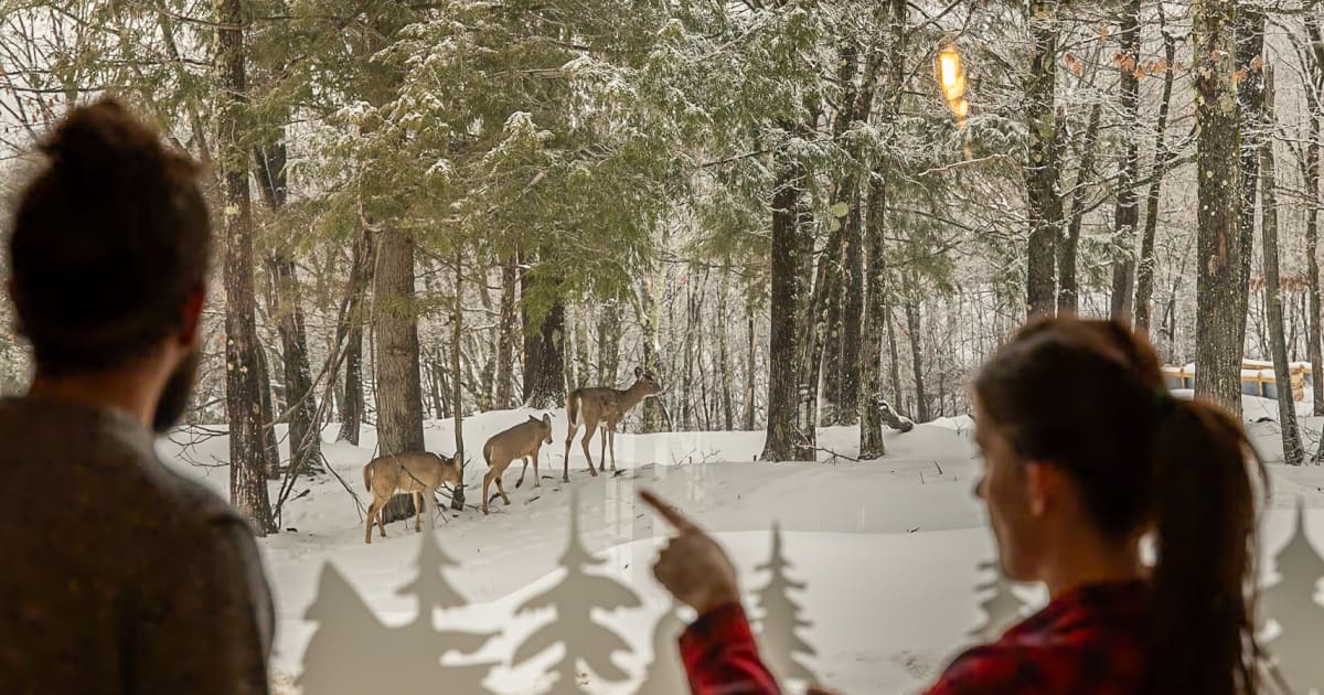 Nouveautés cet hiver au Parc Oméga | Québec Vacances