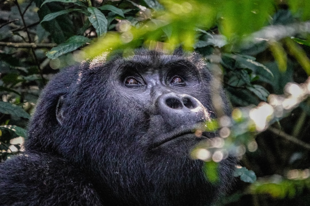 How Much Does a Rwanda Gorilla Safari Cost for German First-Timers in ...