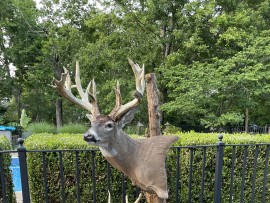 Woodworking Project Gallery | Wood-Mizer Personal Best Contest