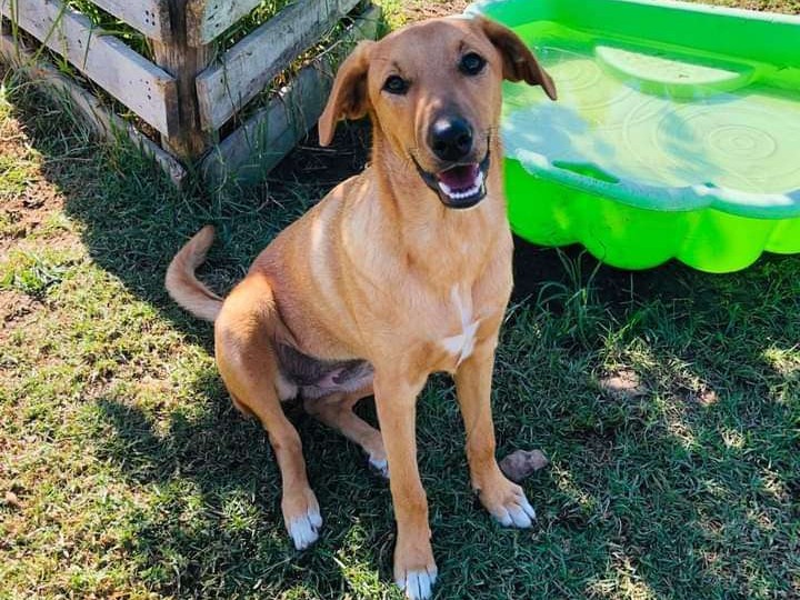 Hill's Pet Matchmaker App | Download the App Now! | Milo