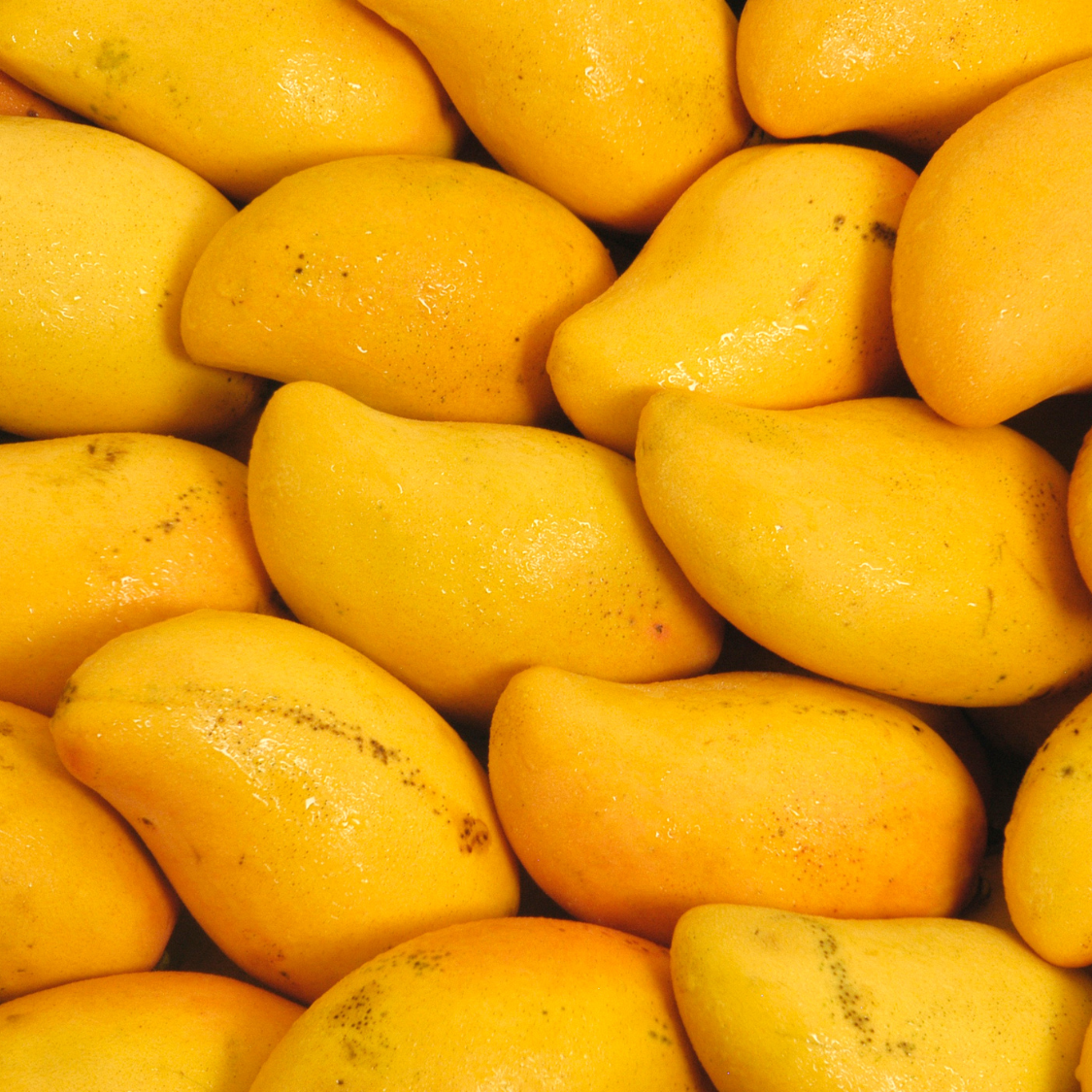 Cam Lam Mango, The Best Mango In Vietnam. Fragrant and Clean Taste, 12 ...