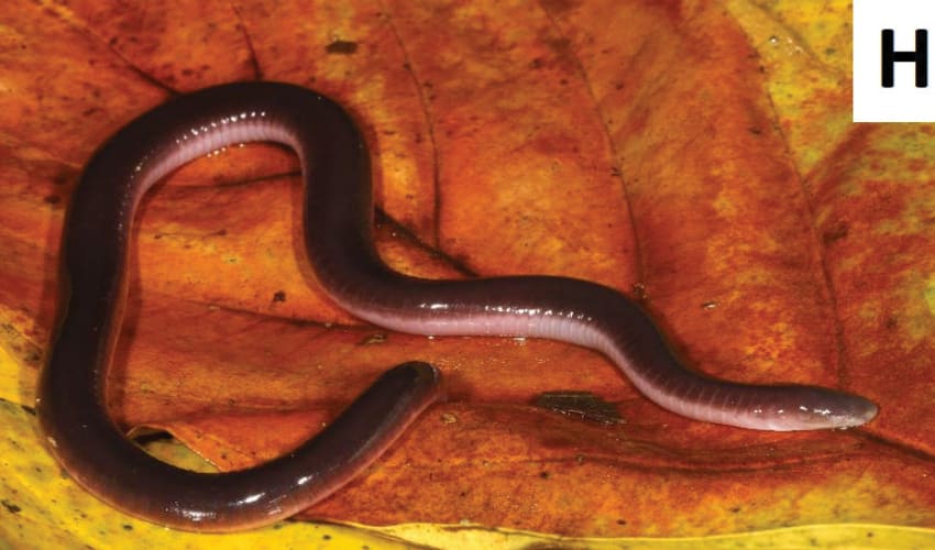Scolecomorphidae – Tropical caecilians: facts, distribution ...