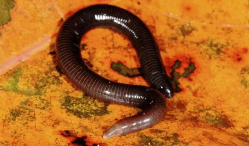 Typhlonectidae – Aquatic caecilians: facts, distribution & population ...