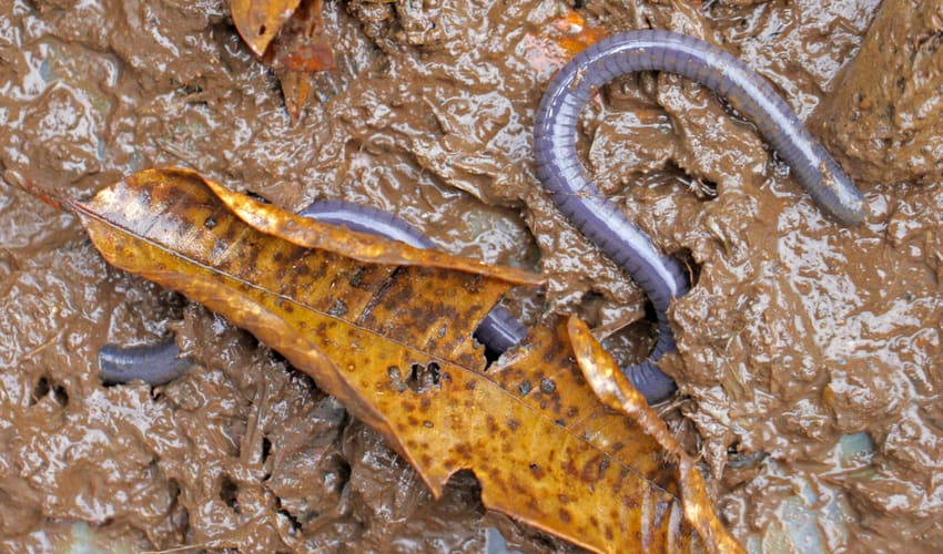 Dermophis – Mexican caecilians: facts, distribution & population | BioDB