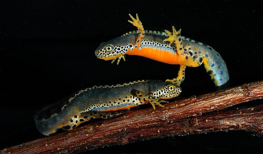 Salamandridae – Newts & true salamanders: facts, distribution ...