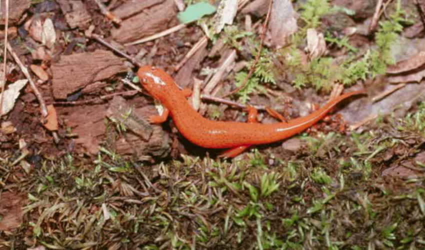 Pseudotriton - Red salamanders: facts, distribution & population | BioDB
