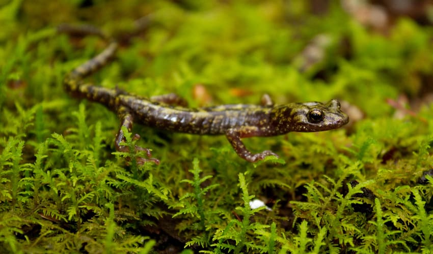 Aneides – Climbing salamanders: facts, distribution & population | BioDB